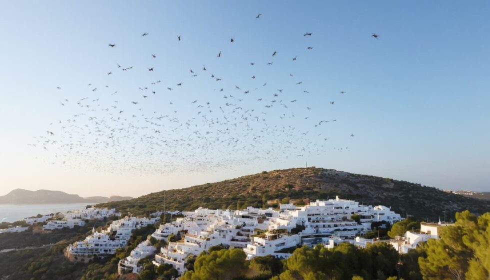 What types of mosquitoes are found in the Balearic Islands? - Mosquizen