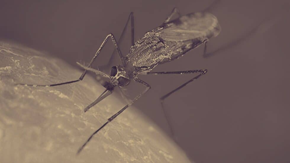 All you need to know about the Anopheles mosquito (Anopheles spp.) in ...