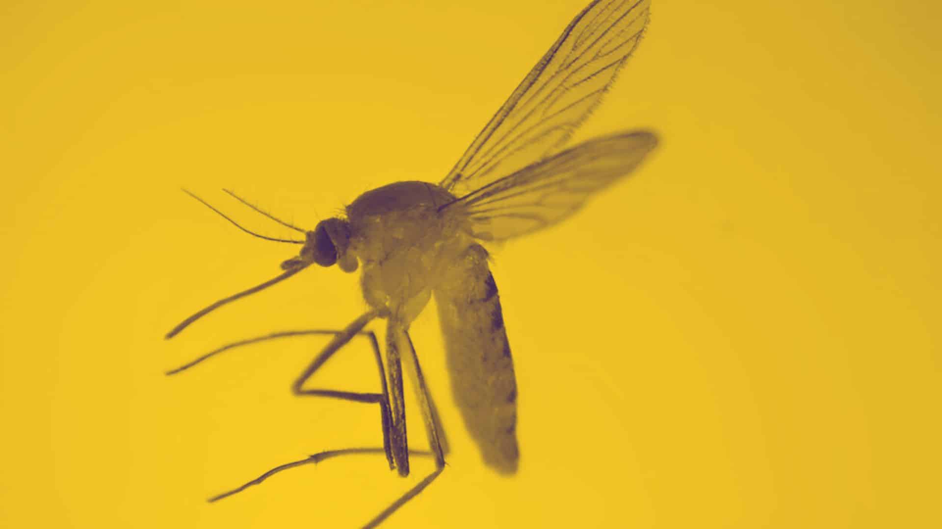 All you need to know about the Culex modestus mosquito in the Balearic ...